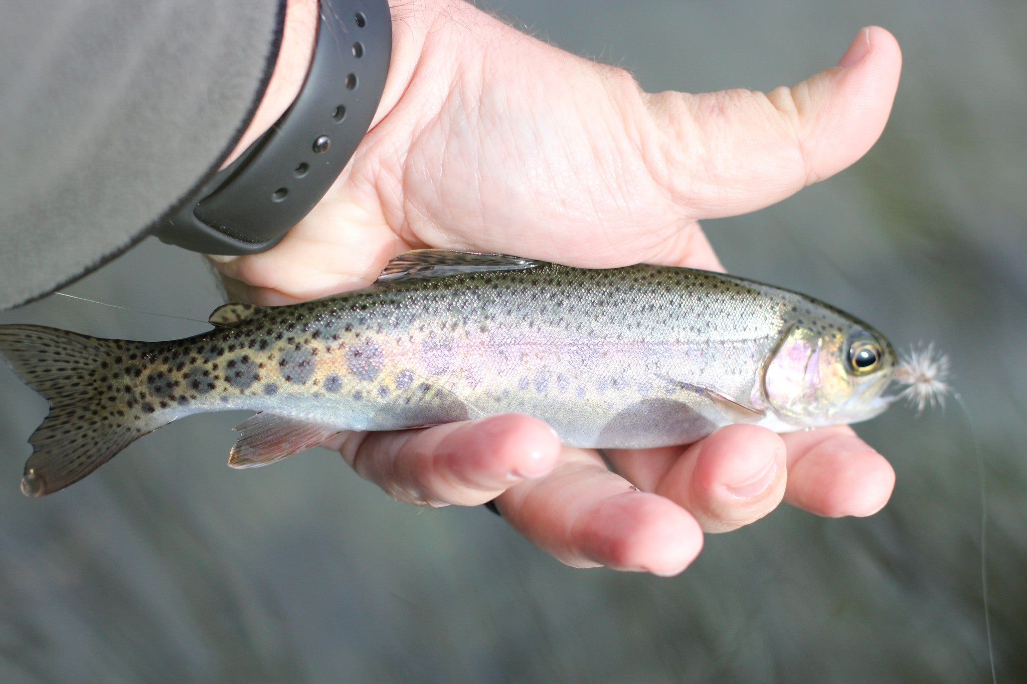 Blog – TN FLY CO