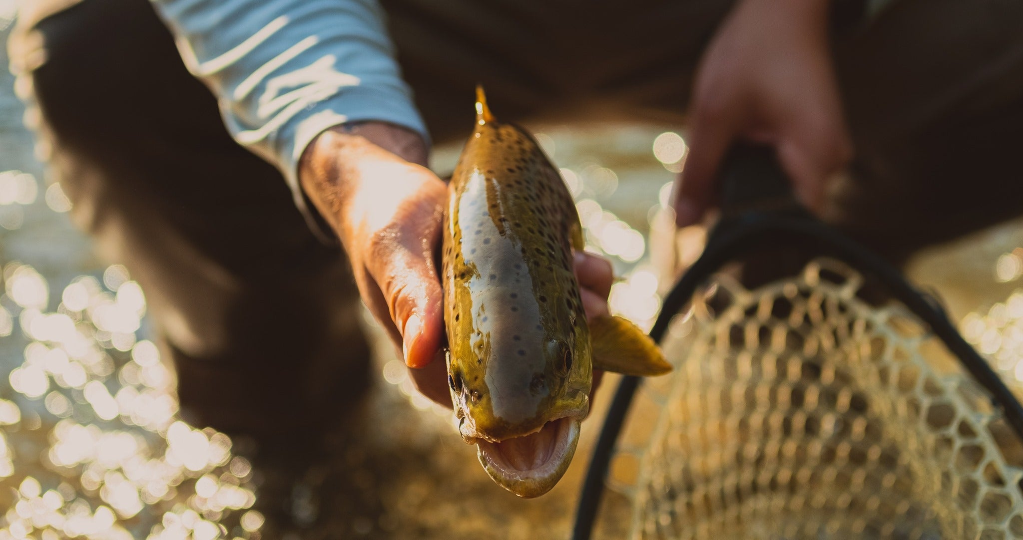 TN FLY CO-Tennessee Fly Company